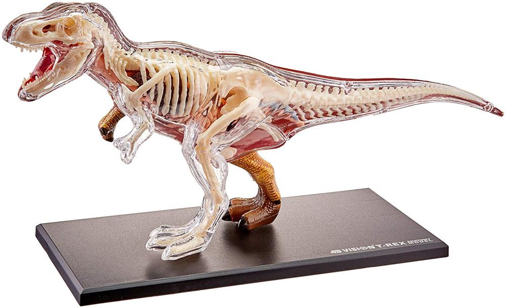 4D Vision T-Rex Anatomy - Over the Rainbow